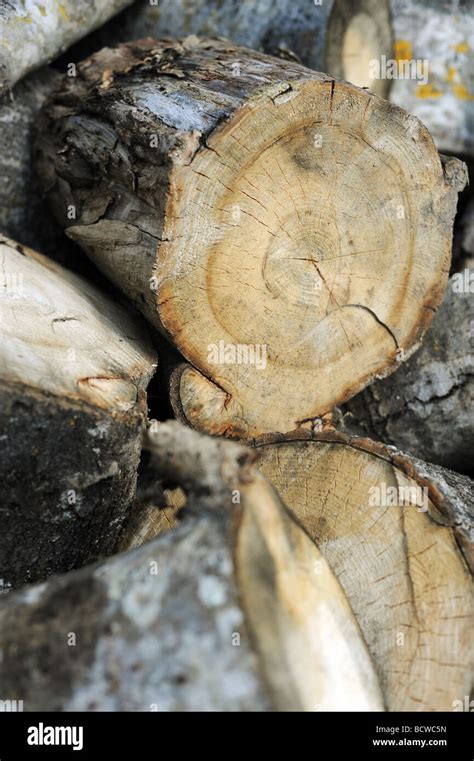 Ash Tree Logs Stock Photo Alamy