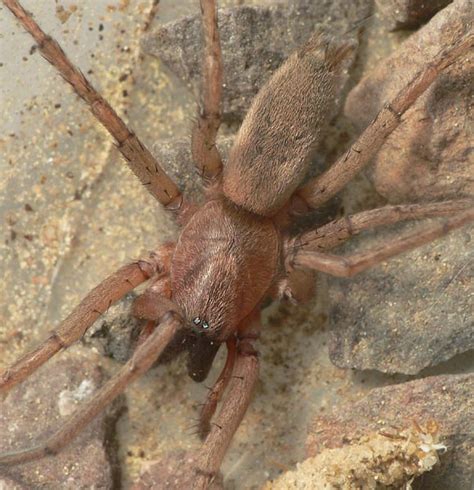 Fotogalerie Arachnida