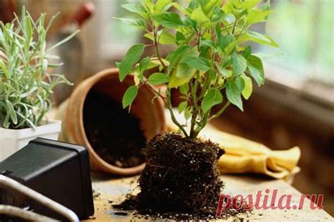 всякие нужности Любовь Алексеева Фотографии и советы на Постиле