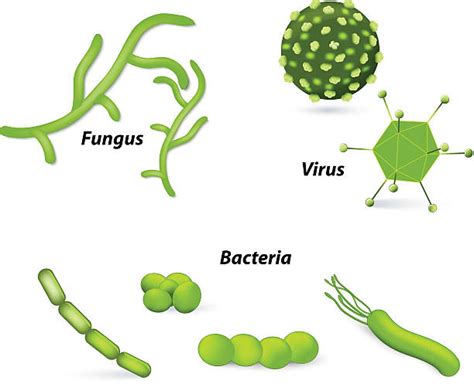 Royalty Free Pathogen Clip Art Vector Images And Illustrations Istock