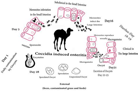 Life Cycle Of Eimeria Spp Download Scientific Diagram