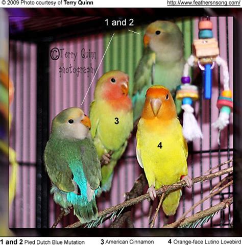 Color Mutations Of The Peachfaced Lovebirds Aka Rosy Faced Lovebirds