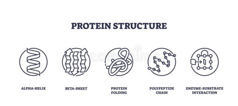 Protein Structure Icons Show Alpha Helix Beta Sheet Protein Folding Stock Vector