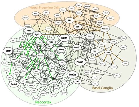 Algorithm Based Gene Regulatory Network Structure For Dorsal And