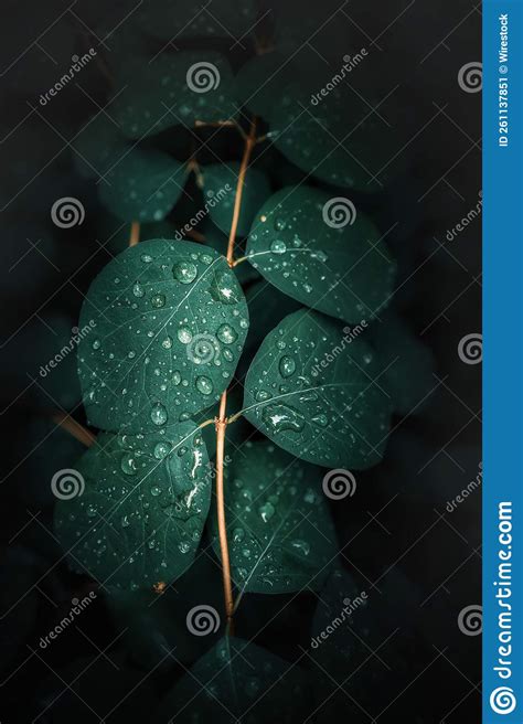vertical selective focus macro shot of leaves with water droplets stock