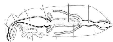 Insect Physiology Exam Ii Diagram Quizlet