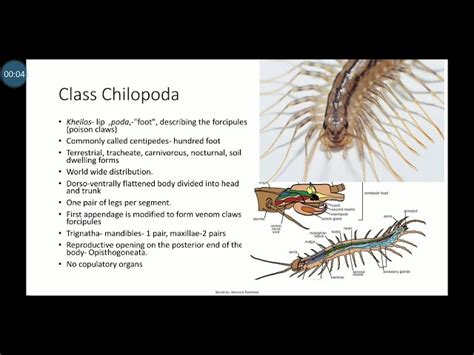 Class Chilopoda Centipede Otostigmus Scabricauda Chilopoda