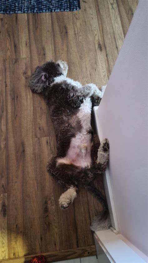 Lazy Builder Rlivestreamfail