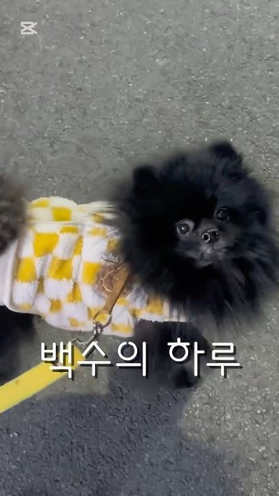 백수기록일기24 백수브이로그 브이로그 백수일상 강아지 편의점 Food 맛집 Vlog 자취브이로그 자취요리