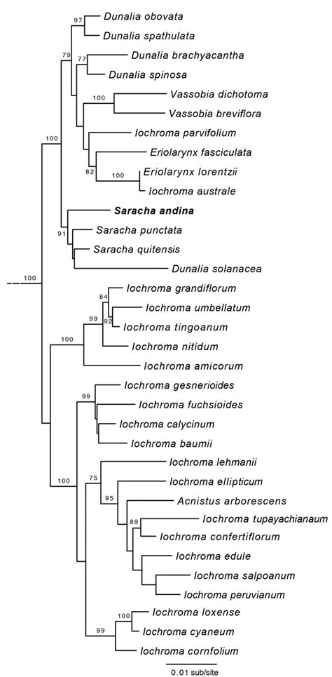 maximum likelihood phylogeny of iochrominae sensu smith and baum 2006