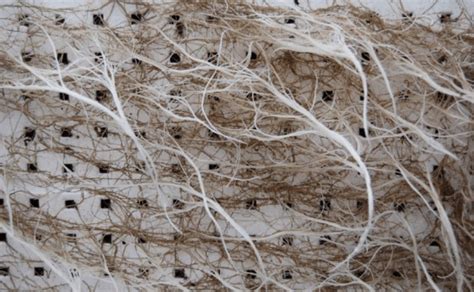 Pythium Root Rot On Hydroponically Grown Basil And Spinach Urban Ag News