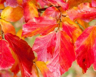 Best Trees For Fall Color Create Unbeatable Autumn Interest Gardeningetc