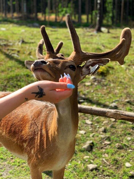 Premium Photo Feeding A Deer