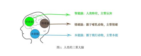 从本能到智能 人类大脑的三阶段进化与皮层神经元生成机制 大脑智能的演化~学习~发育的形成法 Csdn博客