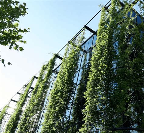 Trellis System Facades Vs Naturally Grown Facades New Earth Solutions