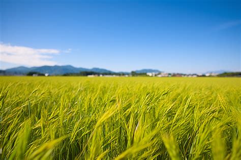 가을의 논 가을 목가적 인 논 풍경 고화질 사진 사진 하늘 배경 일러스트 및 사진 무료 다운로드 Pngtree