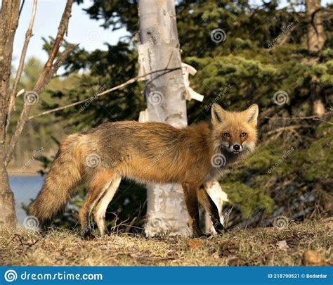 Red Fox Photo Stock Fox Image Close Up Profile Side View With Water