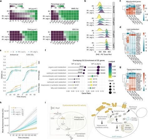 Mean Fluorescence Intensity Mfi Flowjo Llc Bioz