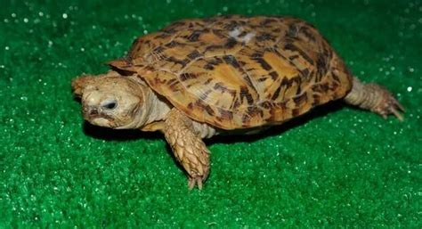 Виды черепах учим животных Развивающие мультики Монтессори Карточки Домана для самых