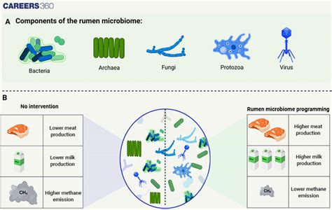 Digestion In Ruminants Structure Function Process Types Digestion And Facts
