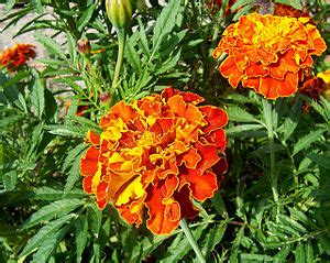Бархатцы описание растения - Дневник садовода Kateflowershop.ru