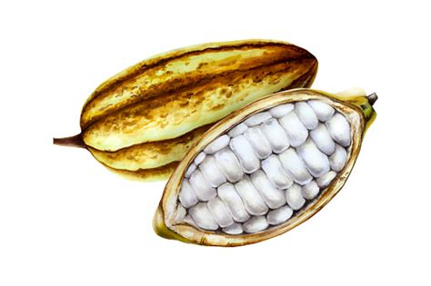 열린 코코아 포드 과일을 가진 수채화 구성 손으로 그린 반 카카오 Beens 현실적인 유기 Superfood 그림 흰색 배경에