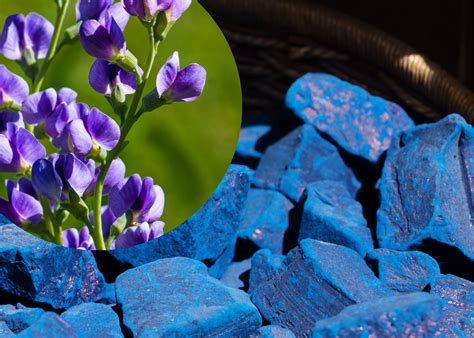 Indigo The Blue Gold Of The Carolinas Lets Talk Color