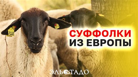 Бараны Суффолк немецкой селекции Разведение домашних овец Мясо шерстные породы в России Youtube