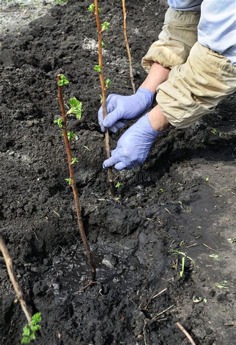 Gardener Planting A Raspberry Seedling Stock Image Image Of