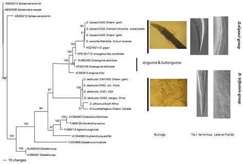 The 10001st Bayesian Likelihood Tree Inferred From Its Sequences Under