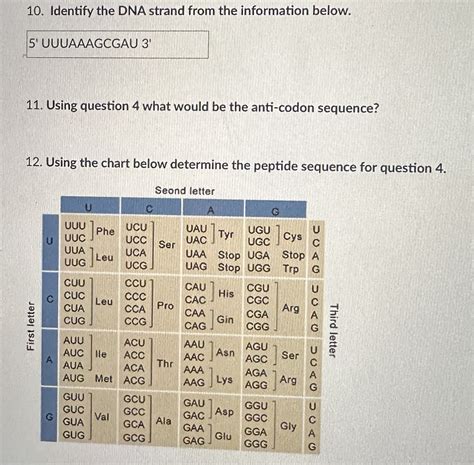 Identify The DNA Strand From The Information Chegg