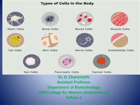 Endothelial Vs Epithelial Cells A Comparative Insight Into Cellular Dynamics Ppt