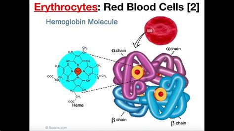 How Long Do Erythrocytes Live
