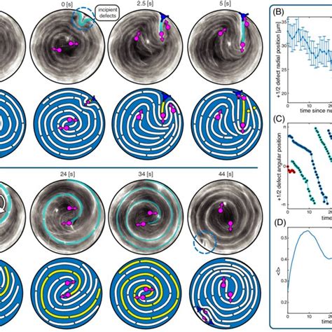 Active Nematics In Strong Confinement A Circulating Fluorescently