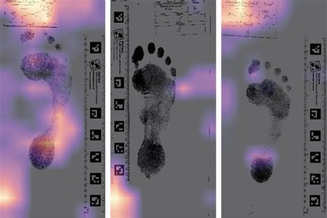 2D Footprints Can Be Sexed With Up To 90 Perc EurekAlert