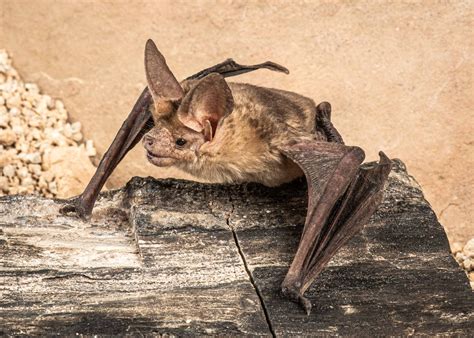 California State Bat Mammal Watching