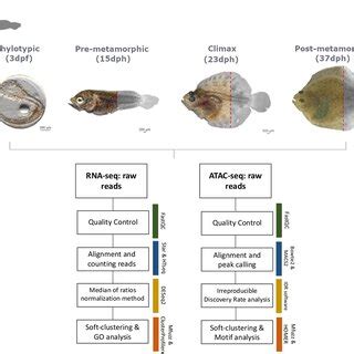 Of The Experimental Method And Data Analysis A Fish Samples Download Scientific Diagram