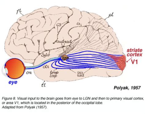 lecture 4 primary visual cortex flashcards quizlet