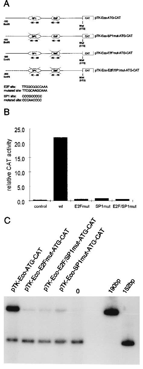A Schematic Representation Of The Wild Type And Mutated Promoter Download Scientific Diagram