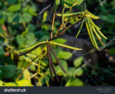 1 527 Vigna Radiata Sprout Images Stock Photos Vectors Shutterstock