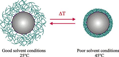 Schematic Representation Of The Volume Transition In Core Shell Download Scientific Diagram