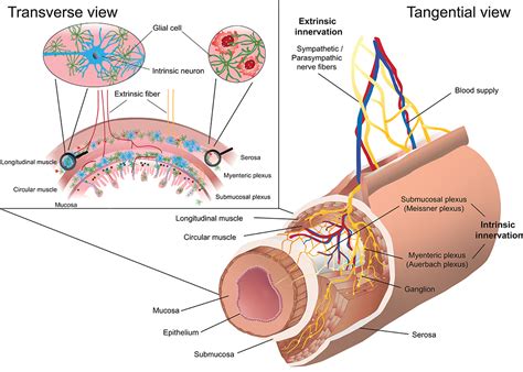 Frontiers Neuro Immune Circuits Regulate Immune Responses In Tissues