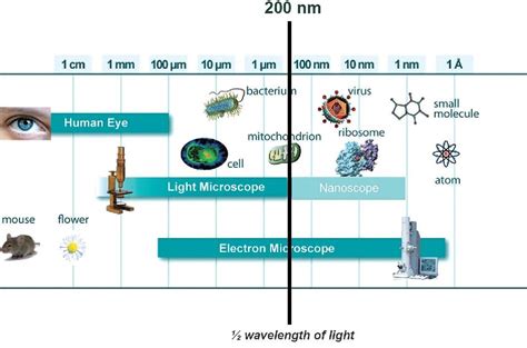 What Is Light Microscope Resolving Power At Tammy Pough Blog