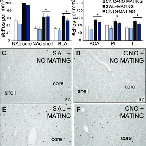 Cno Blocked Mating Induced Cfos In Vta Dopamine Cells A D Four