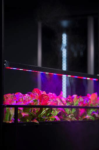 아파트에 식물을 급수 지능형 물 분무 관개 시스템 빛으로 물을 집에서 현대 플로리스트 기술 가정의 방에 대한 스톡 사진 및 기타 이미지 Istock