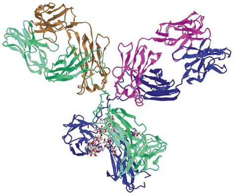 The Chemistry Structure And Function Of Immunoglobulins Clinical Tree