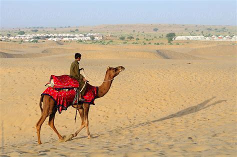 Lạc đà Một Bướu Hay Lạc đà Ả Rập Camelus Dromedarius Có Nguồn Gốc ở