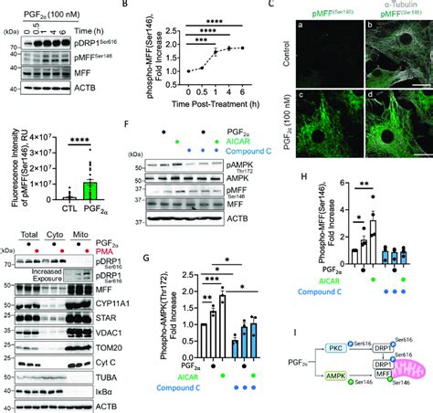 Temporal Effects Of Prostaglandin F2alpha Pgf2α On Phosphorylation Of Download Scientific