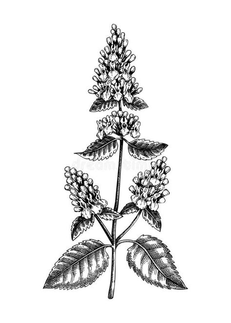 Catnip Sketch Apothecary Plant Drawing Herbal Remedies Medicinal Plant Natural Medicine Hand