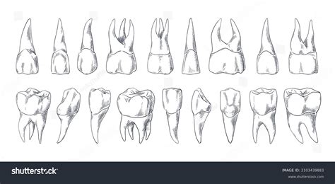Tooth Drawing Royalty Free Images Stock Photos Pictures Shutterstock